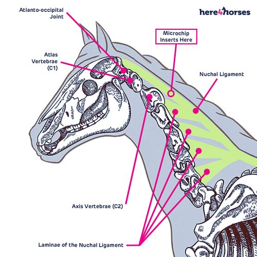 Microchipping – what you need to know – Here4Horses