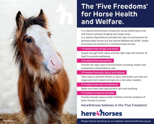 The Five Freedoms – Here4Horses