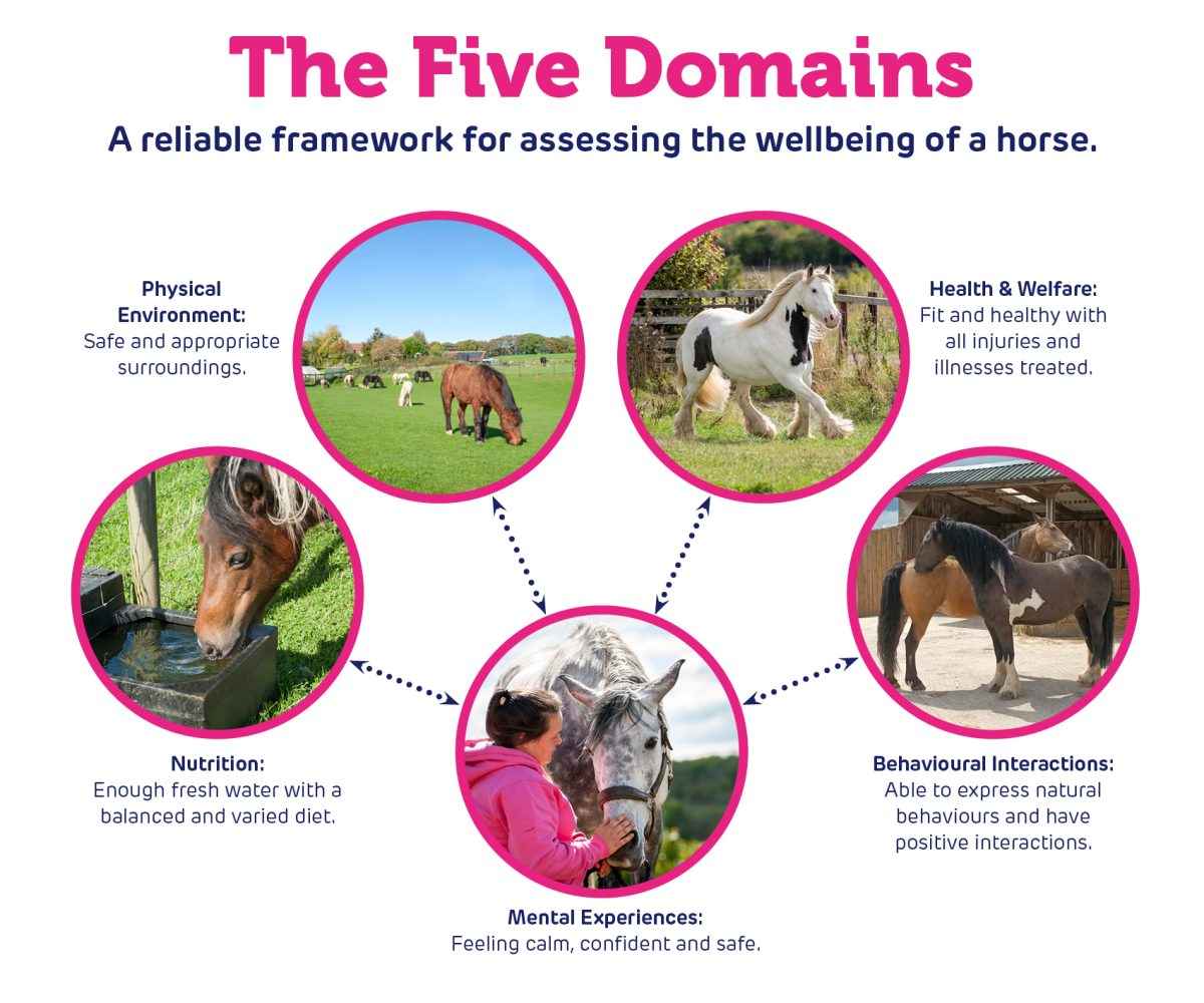 The Five Domains – Here4Horses