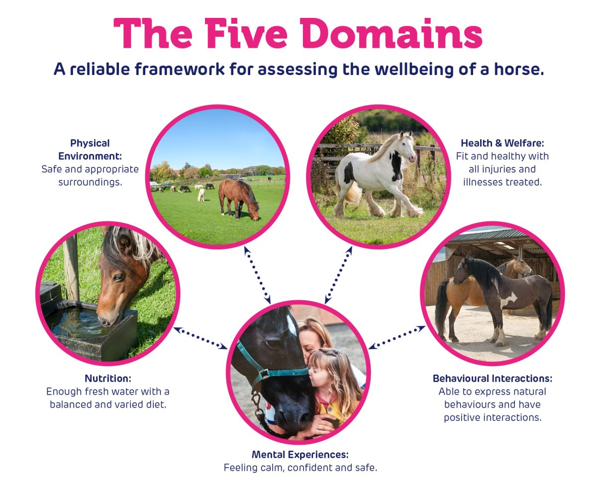 The Five Domains – Here4Horses
