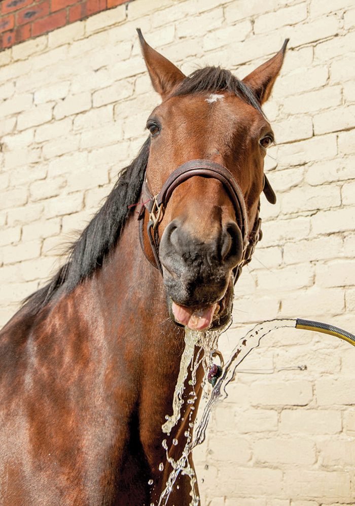 Keeping Horses Hydrated – Here4Horses