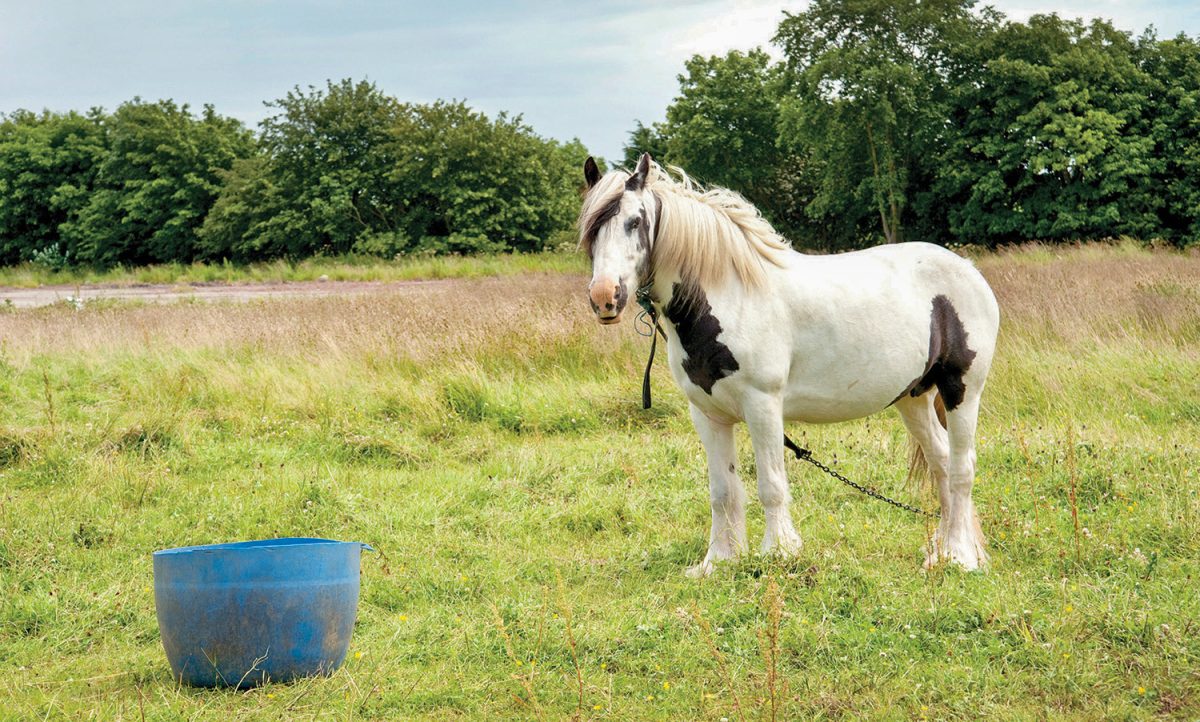 Keeping Horses Hydrated – Here4Horses
