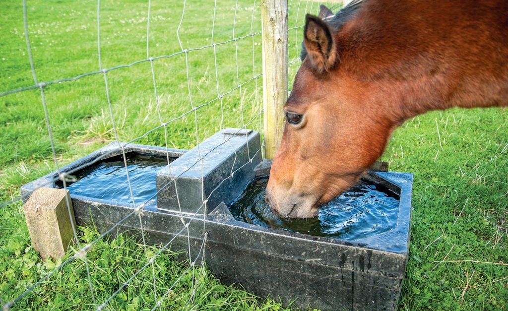 Keeping Horses Hydrated – Here4Horses
